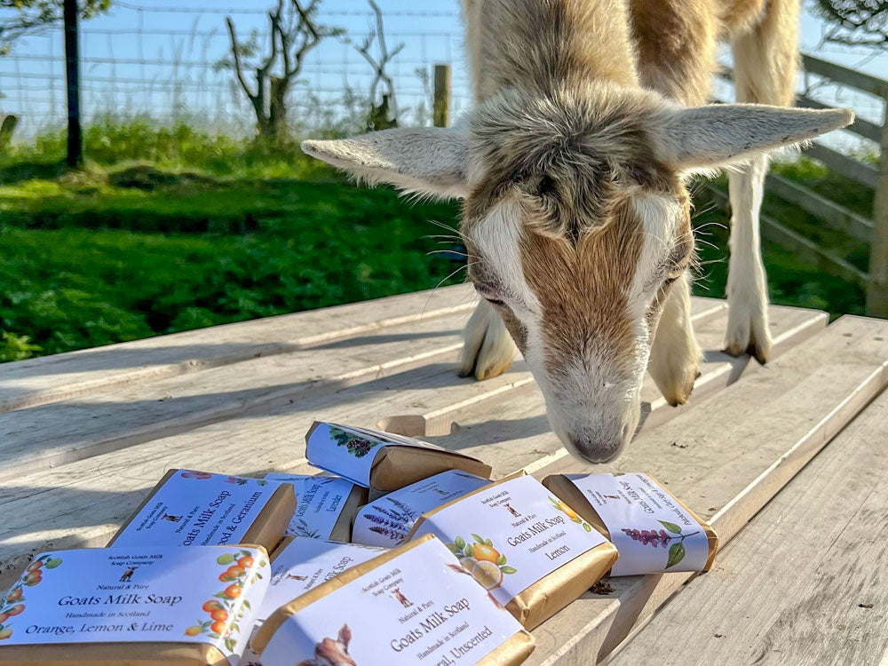 Goats Milk Soap handmade in Scotland | Cruelty-free Goats Milk Soap ...