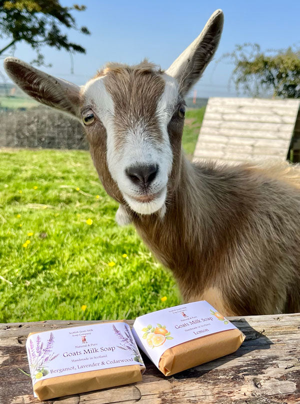Goats Milk Soap handmade in Scotland | Cruelty-free Goats Milk Soap ...